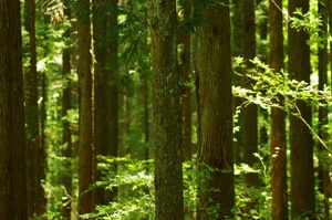 Keep a Constant Supply of Firewood With Woodlot Management – Mother ...